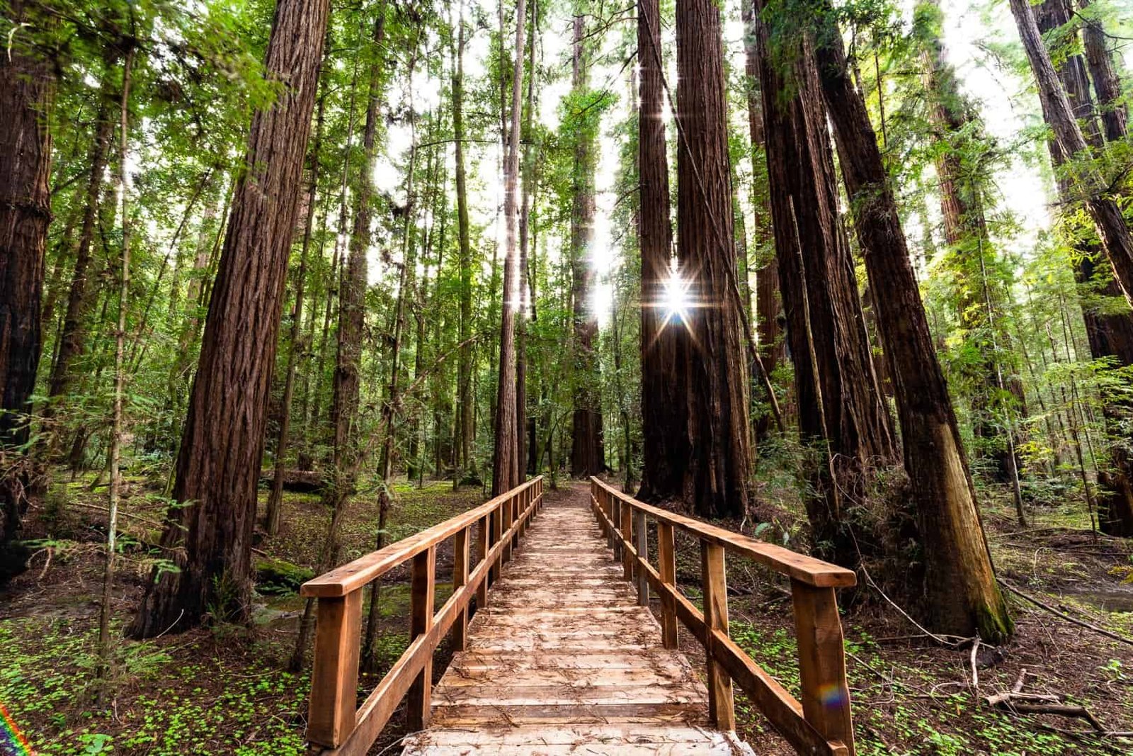 Hendy Woods State Park - Encounter Nature's Secrets